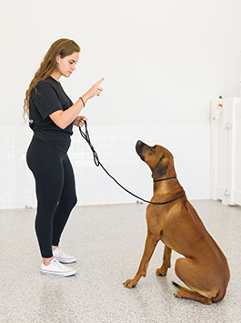 Dog Training In Solana Beach - Puppy Training | Pack Method Prep