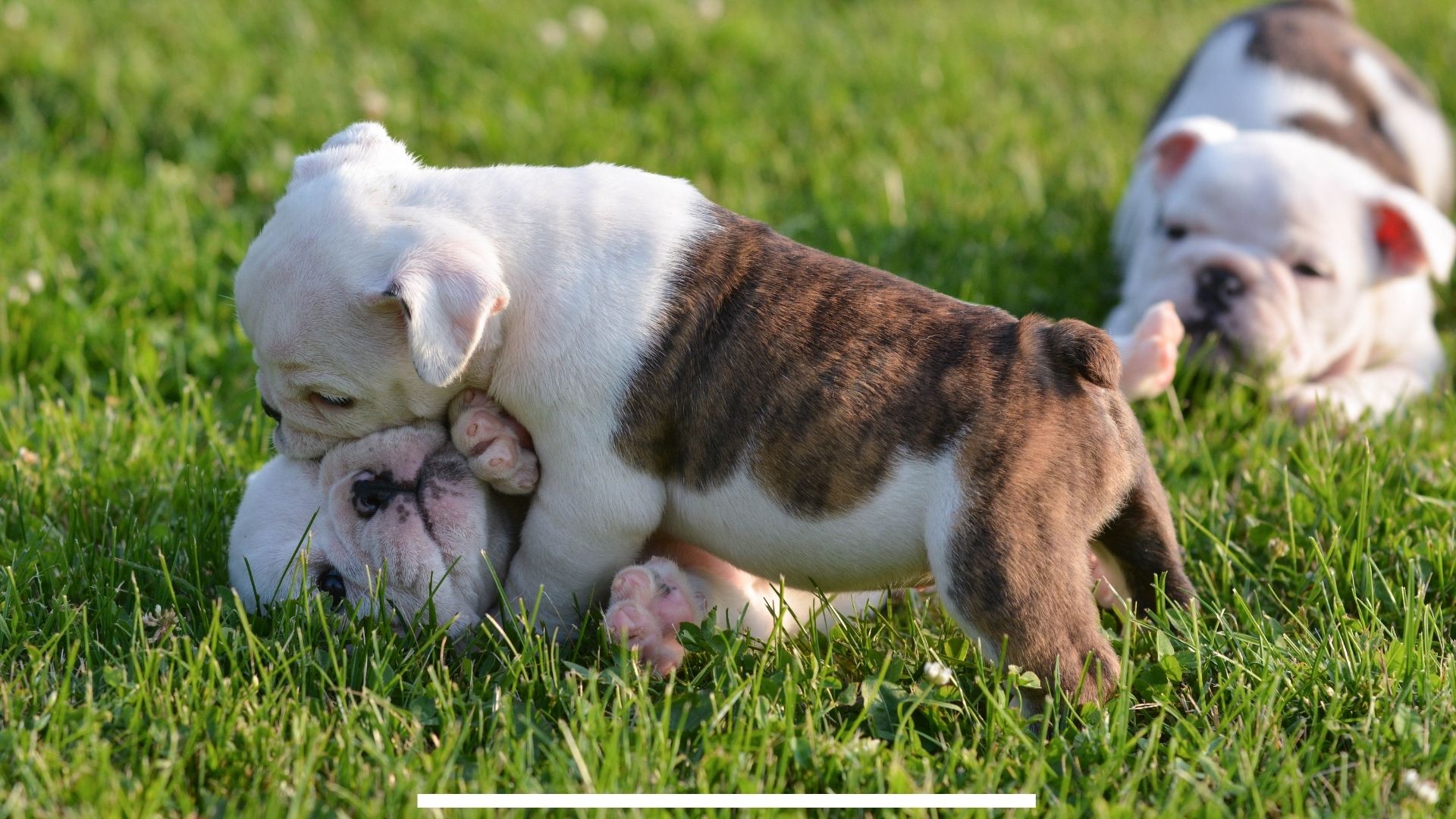 Intro to Puppy Body Language | Pack Method Prep