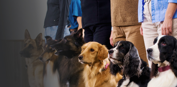 Group Dog Training Classes - San Diego | Pack Method Prep