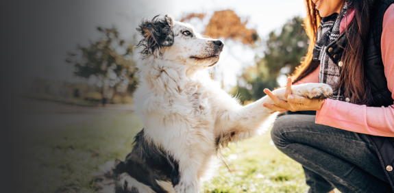 Dog & Puppy Training Classes in San Diego | Pack Method Prep