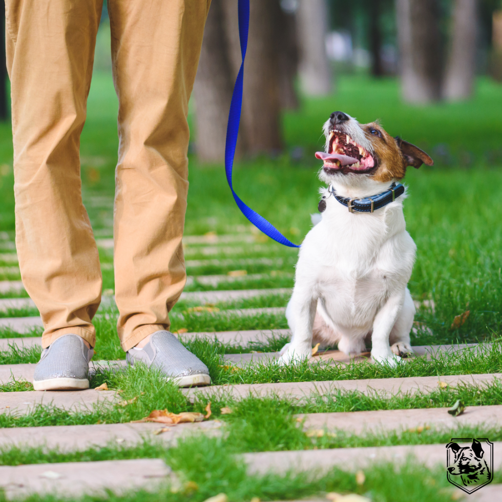 How to Stretch Your Dog: Essential Tips for Canine Flexibility