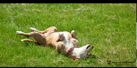 How to Stretch Your Dog: Essential Tips for Canine Flexibility