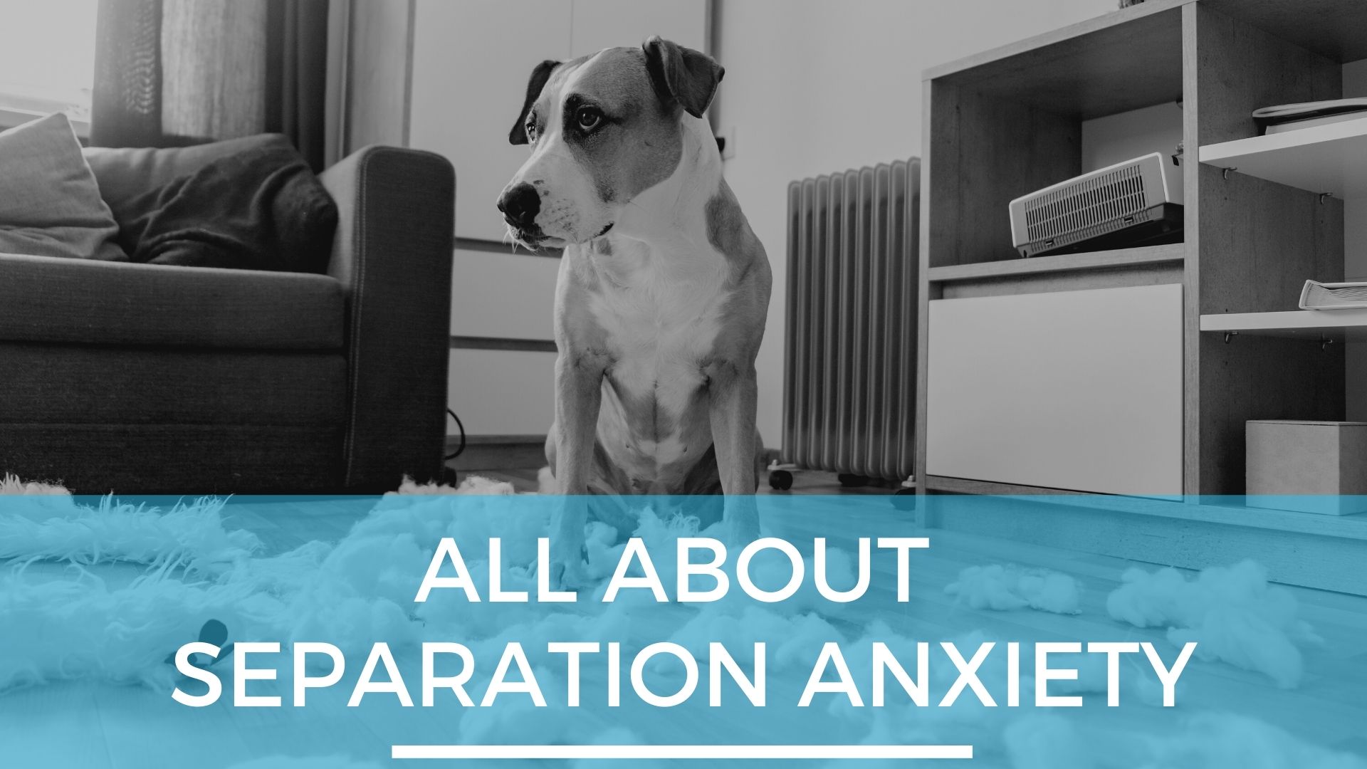 All About Dog Separation Anxiety | Pack Method Prep