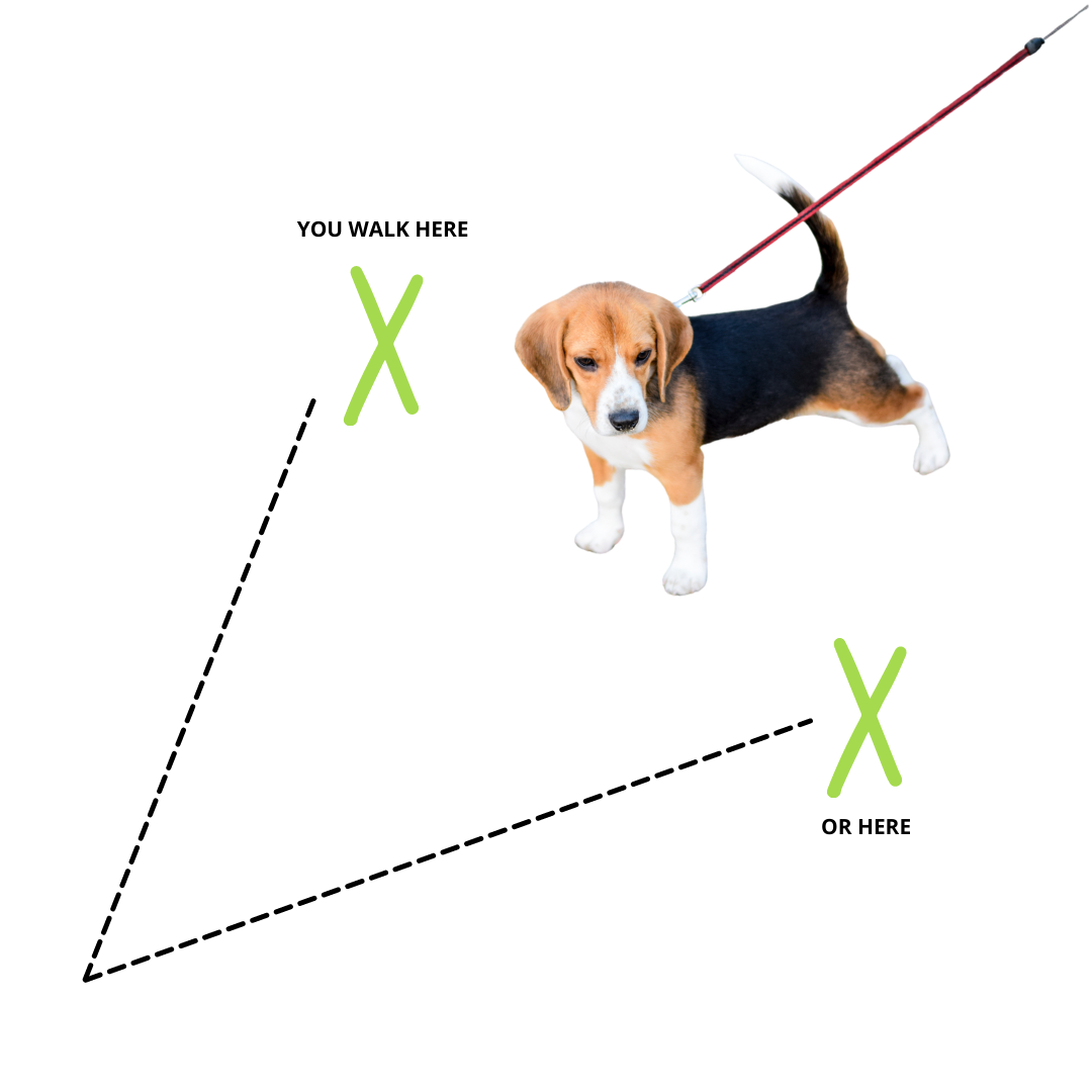 How to Bond with a Scared Dog | Pack Method Prep